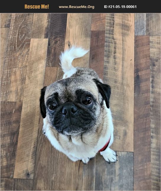 ADOPT 21051900061 ~ Pug Rescue ~ Youngsville, NC