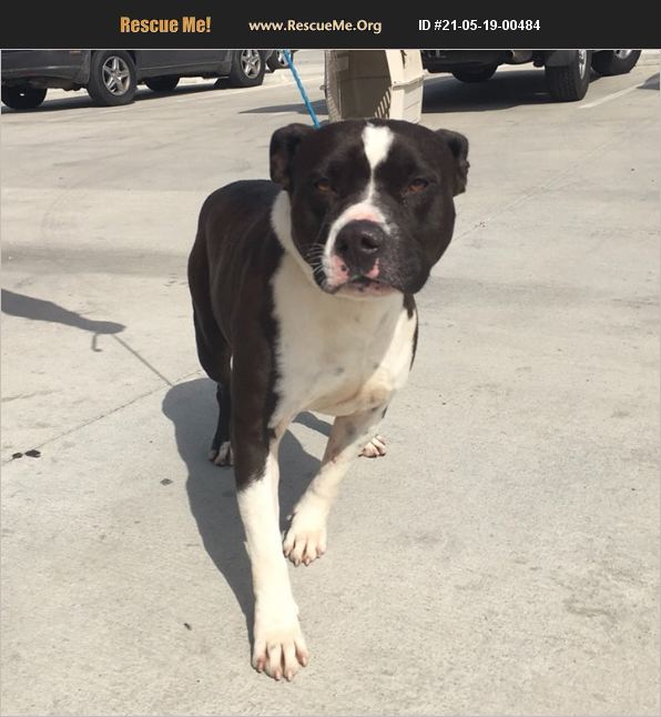 ADOPT 21051900484 ~ Pit Bull Rescue ~ Temecula, CA