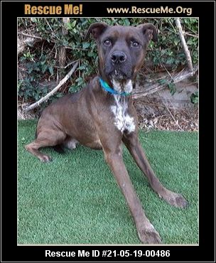 - California Boxer Rescue - ADOPTIONS - Rescue Me!