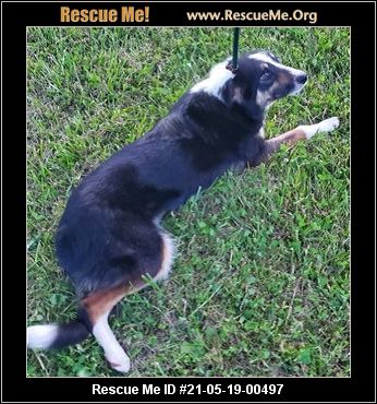 - Connecticut Border Collie Rescue - ADOPTIONS - Rescue Me!