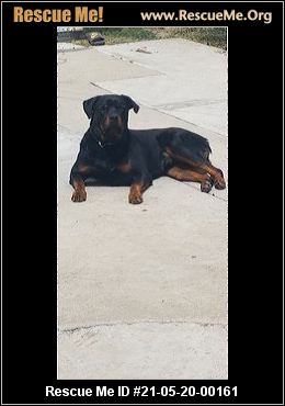 - California Rottweiler Rescue - ADOPTIONS - Rescue Me!