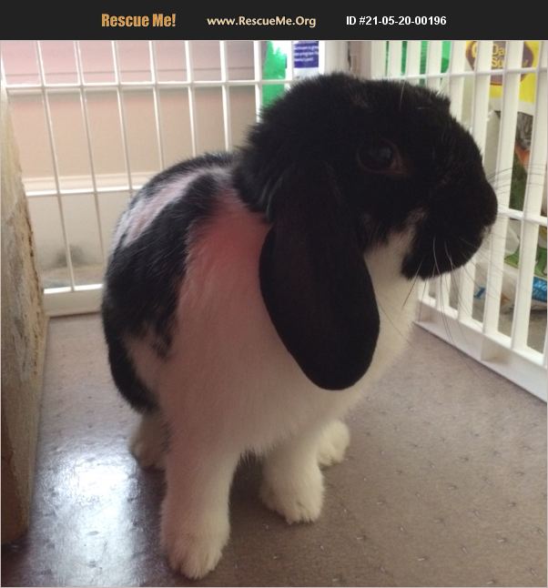 ADOPT 21052000196 ~ Rabbit Rescue ~ Haymarket, VA