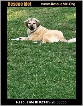 - Oklahoma Dog Rescue - ADOPTIONS - Rescue Me!