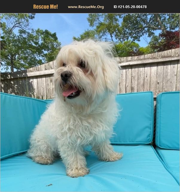 ADOPT 21052000478 ~ Bichon Frise Rescue ~ Manchester, CT