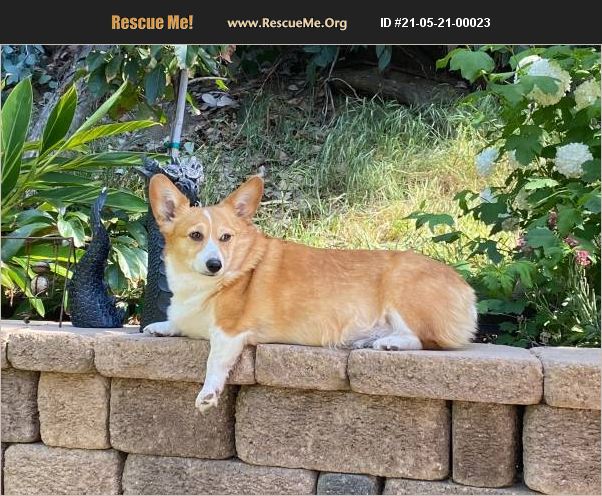 ADOPT 21052100023 ~ Corgi Rescue ~ Torrance, CA