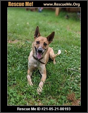 - North Carolina Mutt Rescue - ADOPTIONS - Rescue Me!