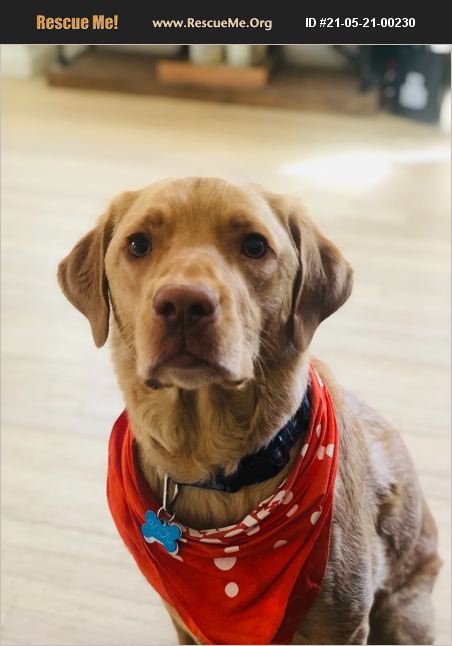 ADOPT 21052100230 ~ Lab Rescue ~ Denver, CO