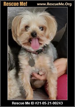 - California Yorkie Rescue - ADOPTIONS - Rescue Me!
