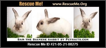 - Illinois Rabbit Rescue - ADOPTIONS - Rescue Me!