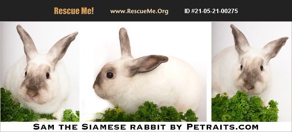 ADOPT 21052100275 ~ Rabbit Rescue ~ Chicago, IL