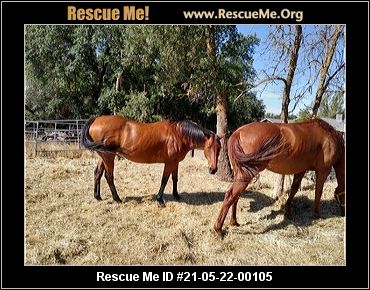 - California Horse Rescue - ADOPTIONS - Rescue Me!