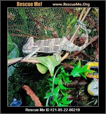 - Washington Reptile/Amphibian Rescue - ADOPTIONS - Rescue Me!