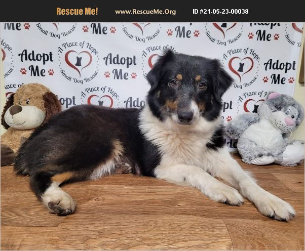ADOPT 21052300038 ~ Border Collie Rescue ~ Pensacola, FL
