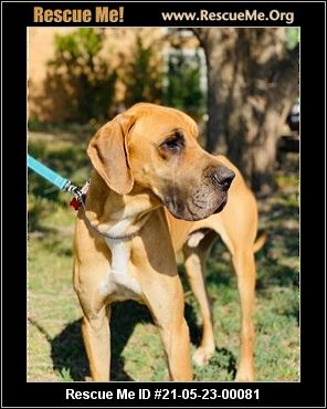- Texas Great Dane Rescue - ADOPTIONS - Rescue Me!