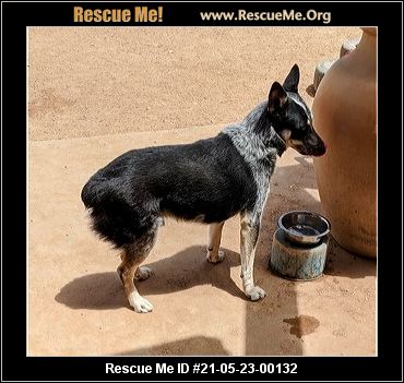 - New Mexico Dog Rescue - ADOPTIONS - Rescue Me!
