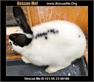 - Illinois Rabbit Rescue - ADOPTIONS - Rescue Me!
