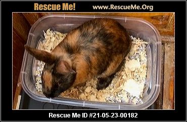 - Illinois Rabbit Rescue - ADOPTIONS - Rescue Me!