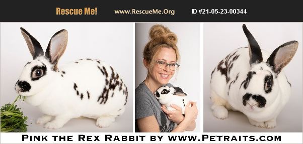 ADOPT 21052300344 ~ Rabbit Rescue ~ Chicago, IL