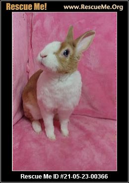 - California Rabbit Rescue - ADOPTIONS - Rescue Me!