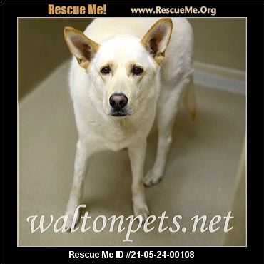 - Georgia Dog Rescue - ADOPTIONS - Rescue Me!