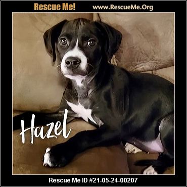 - Colorado Lab Rescue - ADOPTIONS - Rescue Me!