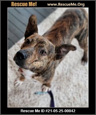 - Wisconsin Dog Rescue - ADOPTIONS - Rescue Me!