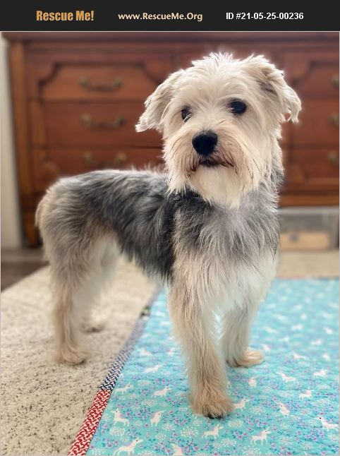 ADOPT 21052500236 ~ Yorkie Rescue ~ Phoenix, AZ