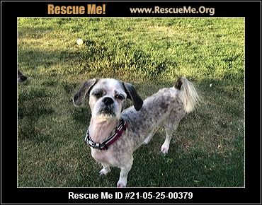 - California Lhasa Apso Rescue - ADOPTIONS - Rescue Me!