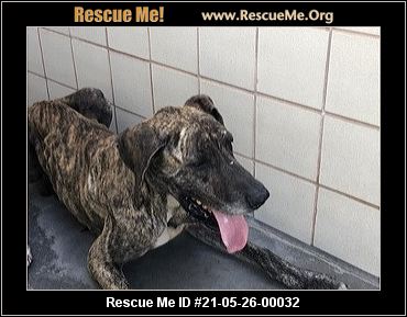 - Texas Great Dane Rescue - ADOPTIONS - Rescue Me!