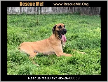 - Texas Great Dane Rescue - ADOPTIONS - Rescue Me!