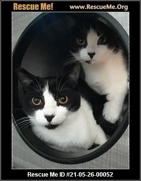 - Washington Cat Rescue - ADOPTIONS - Rescue Me!