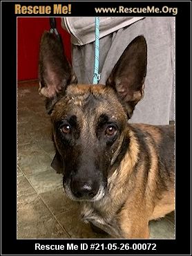 - Texas Belgian Malinois Rescue - ADOPTIONS - Rescue Me!