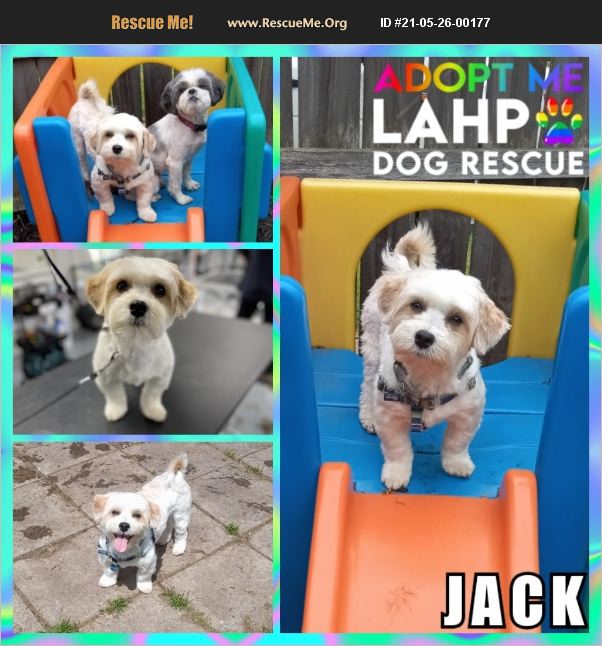 ADOPT 21052600177 ~ Maltese Rescue ~ Ferndale, MI