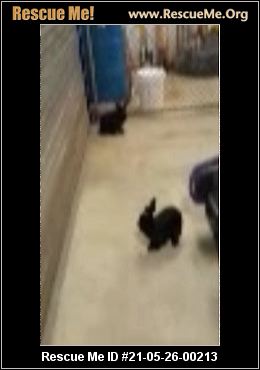 - Florida Rabbit Rescue - ADOPTIONS - Rescue Me!