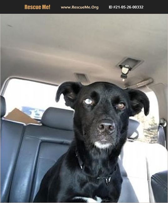 ADOPT 21052600332 ~ Lab Rescue ~ Silver Spring, MD