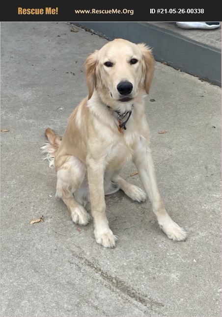 ADOPT 21052600338 ~ Golden Retriever Rescue ~ Defiance, OH