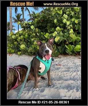 - Florida Pit Bull Rescue - ADOPTIONS - Rescue Me!