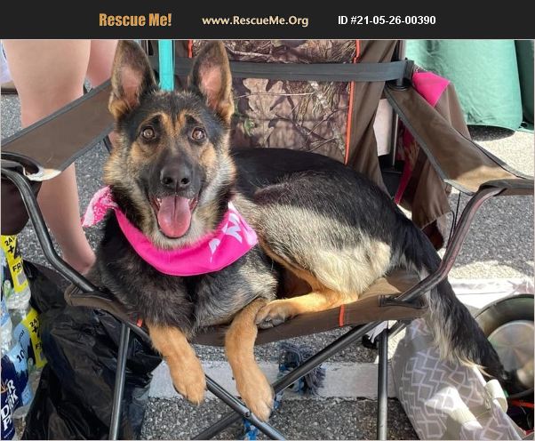 ADOPT 21052600390 ~ German Shepherd Rescue ~ New Oxford, PA