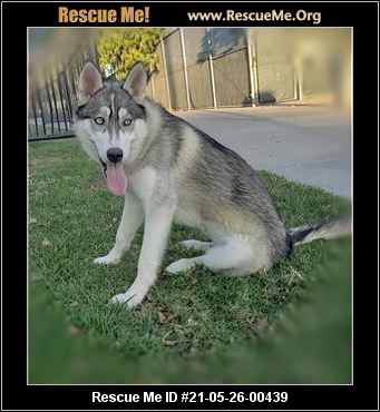 - California Siberian Husky Rescue - ADOPTIONS - Rescue Me!