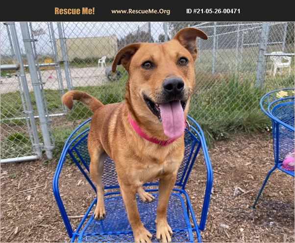 ADOPT 21052600471 ~ Australian Cattle Dog Rescue ~ McKinleyville, CA