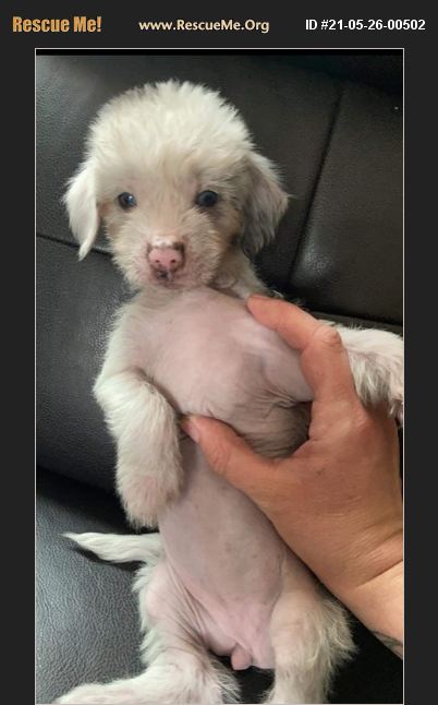 ADOPT 21052600502 ~ Chinese Crested Rescue ~ Vly, NY