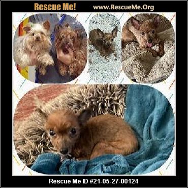- Texas Yorkie Rescue - ADOPTIONS - Rescue Me!