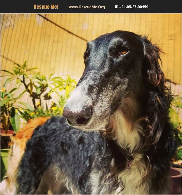 ADOPT 21052700159 ~ Borzoi Rescue ~ San Diego, CA