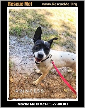 - Florida Jack Russell Rescue - ADOPTIONS - Rescue Me!