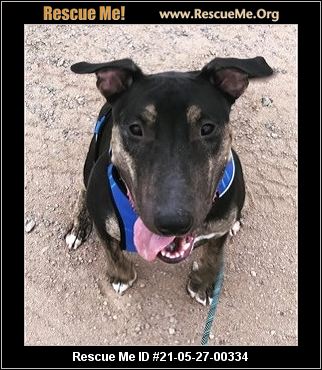 - Arizona Bull Terrier Rescue - ADOPTIONS - Rescue Me!