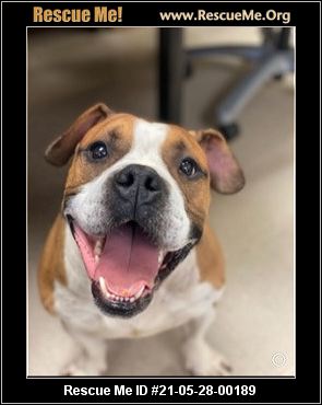 - New Jersey Bulldog Rescue - ADOPTIONS - Rescue Me!
