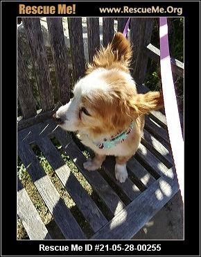 - California Corgi Rescue - ADOPTIONS - Rescue Me!