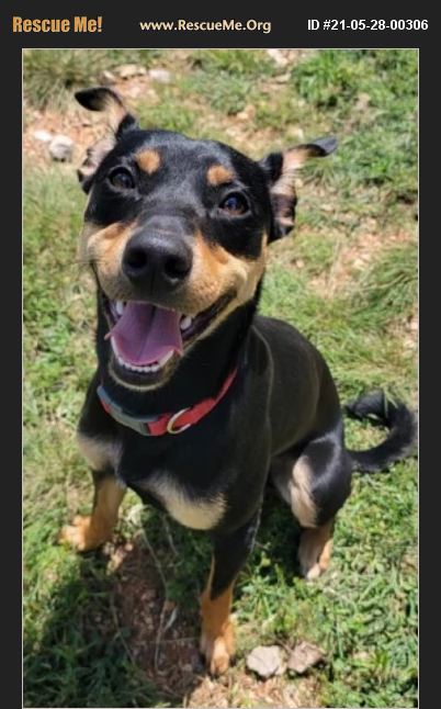ADOPT 21052800306 ~ German Pinscher Rescue ~ Marble Falls, TX
