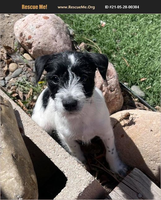 ADOPT 21052800384 ~ Jack Russell Rescue ~ Denver, CO