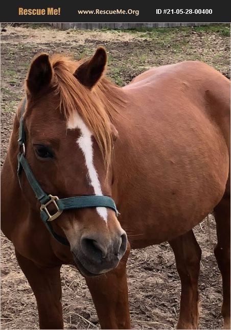 ADOPT 21052800400 ~ Horse Rescue ~ Howell, NJ